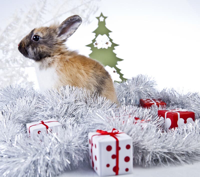 Christmas rabbit stock photo. Image of lights, rabbit - 81996304
