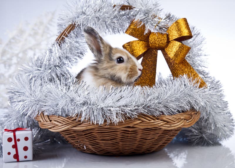 Christmas rabbit stock image. Image of gift, mustaches - 81993855