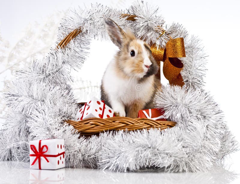 Christmas rabbit stock photo. Image of lights, rabbit - 81996304