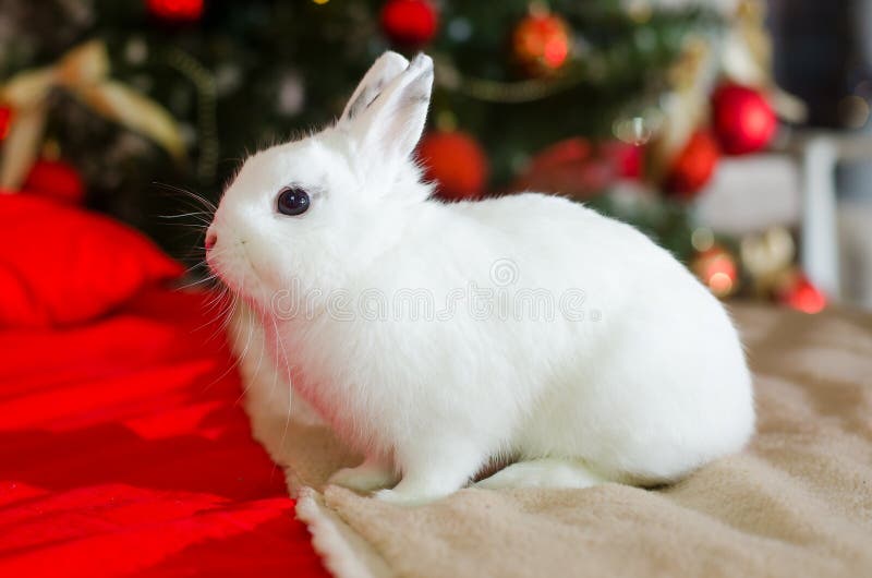 12,951 Christmas Rabbit Stock Photos - Free & Royalty-Free Stock Photos ...