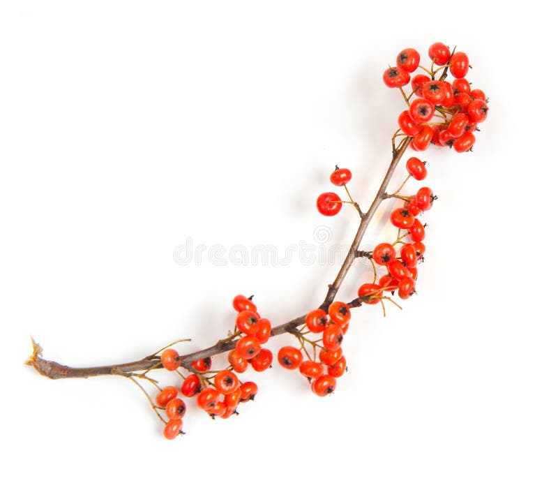 Christmas Red Berry Isolated Stock Image - Image of herbarium, ilex ...
