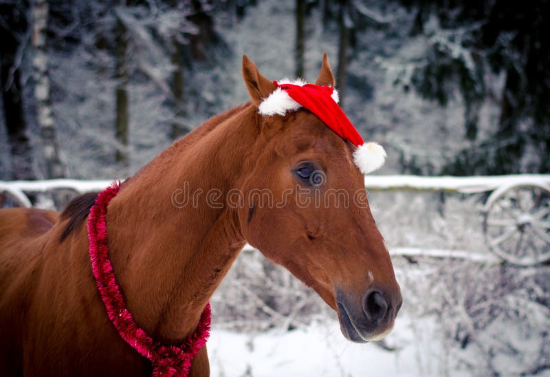 Christmas Red Don Horse in Red Cap in the Winter Stock Photo - Image of ...