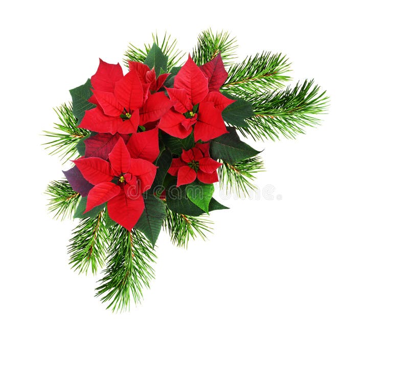 Christmas Red Poinsettia Flowers and Spruce Branches in a Festive ... Christmas Red Poinsettia Flowers and Spruce Branches in a Festive ...