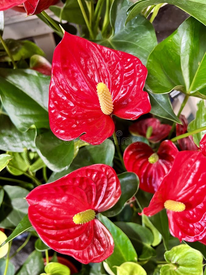 Christmas Robin stock image. Image of robin, tree, bird - 296674511