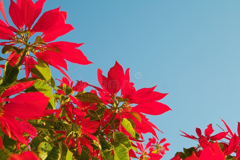 Christmas rose background stock image. Image of plant - 12101487