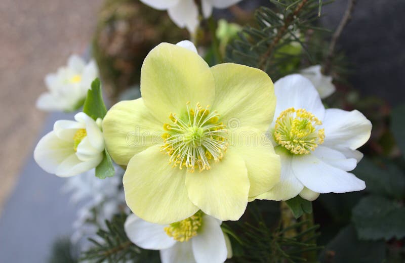 Christmas Rose in the Garden Stock Photo - Image of roses, winter ...