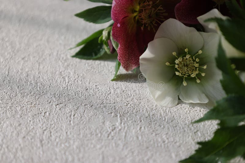 Christmas Rose Isolated on a Stone Pattern Background with Copy Space ...