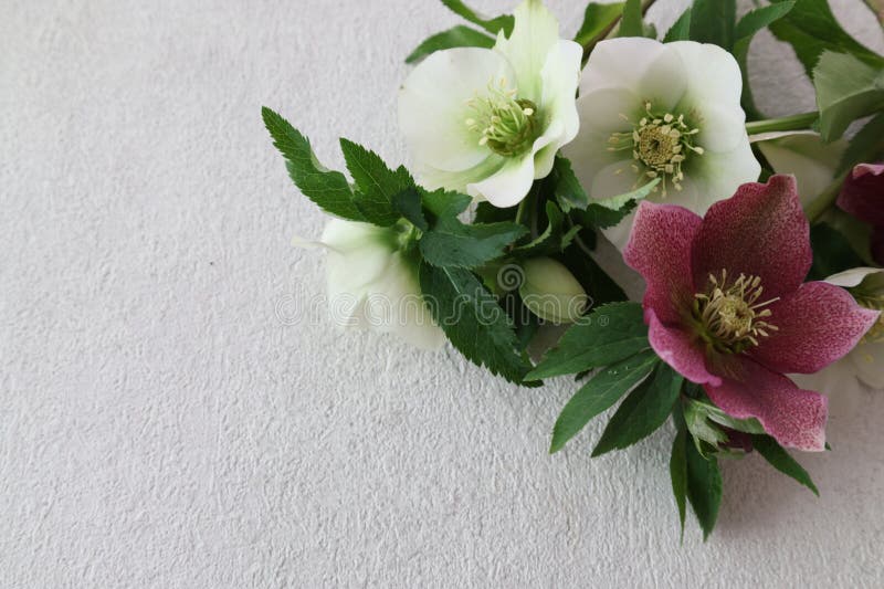 Christmas Rose Isolated on a Stone Pattern Background with Copy Space ...