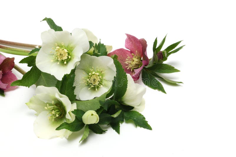Christmas Rose Isolated on a White Background with Copy Space Stock ...