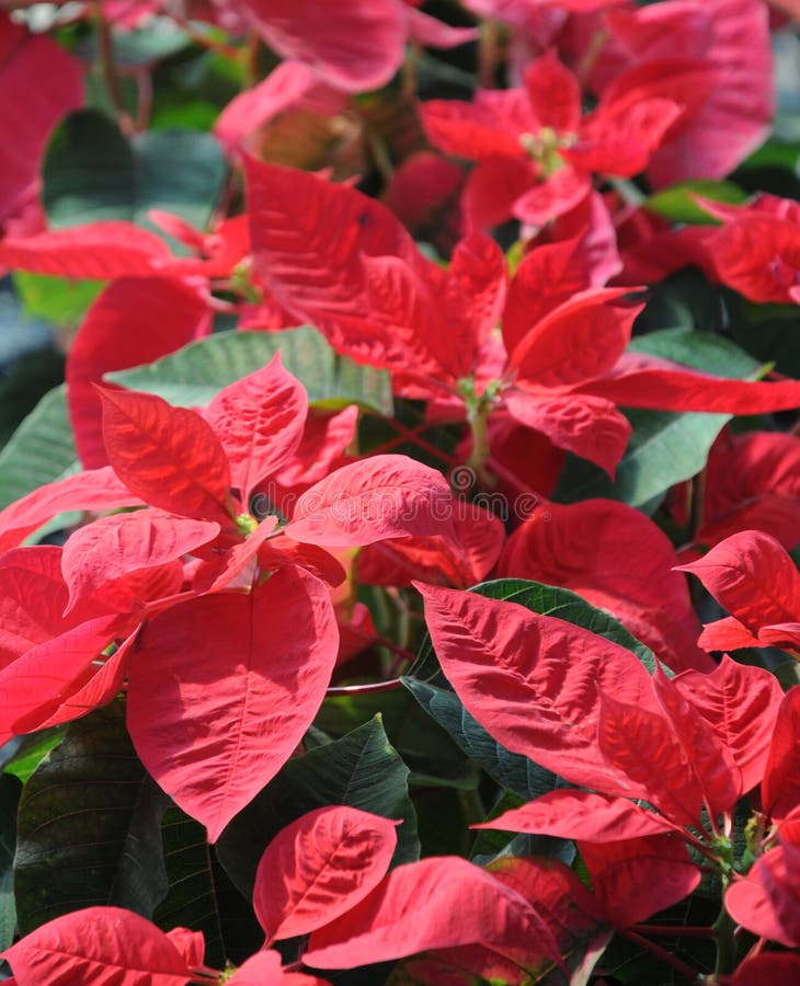 Christmas rose background stock image. Image of plant - 12101487