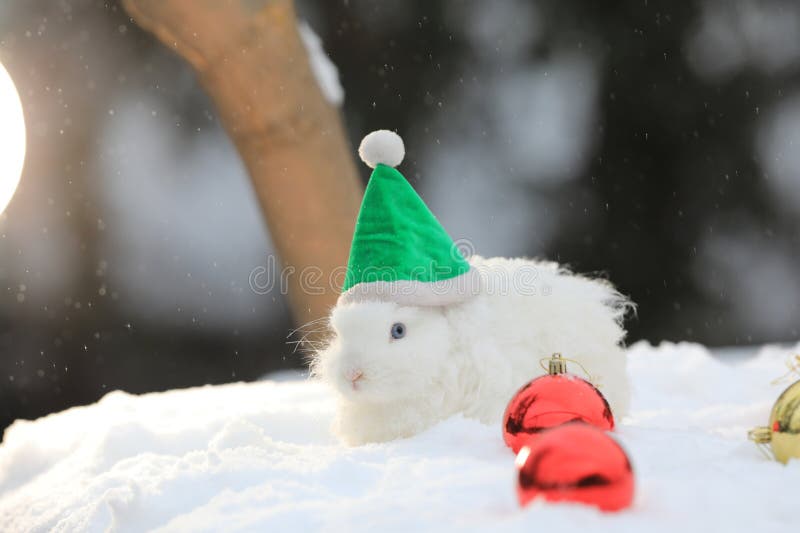 Christmas, Santa Claus White Rabbit in Snow Stock Image - Image of ...