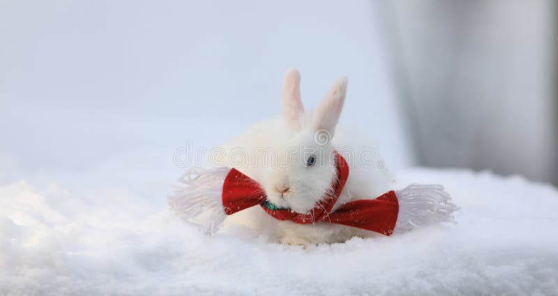 Christmas, Santa Claus White Rabbit in Snow Stock Image - Image of ...