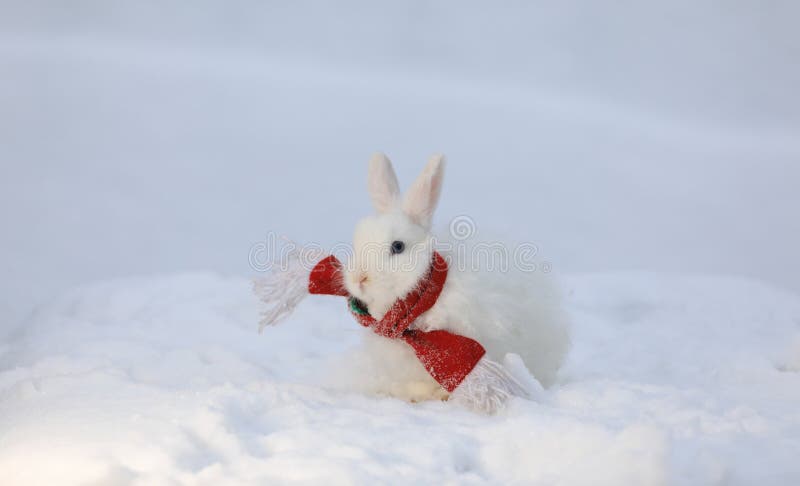 Christmas, Santa Claus White Rabbit in Snow Stock Image - Image of ...
