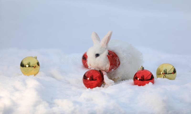 Christmas, Santa Claus White Rabbit in Snow Stock Image - Image of ...