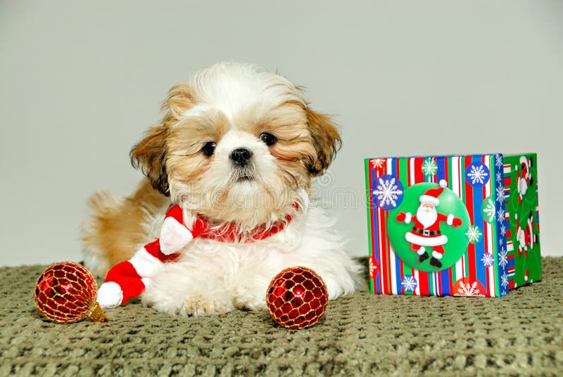 Christmas Shih Tzu Puppy stock image. Image of holiday - 3655887