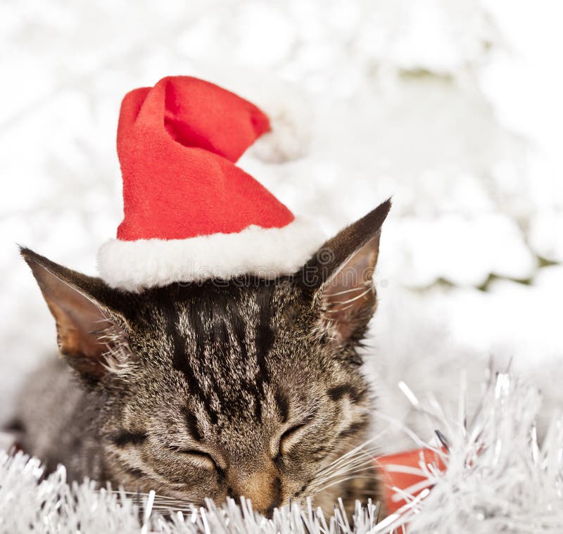 Christmas sleeping cat stock photo. Image of ornaments - 81992246