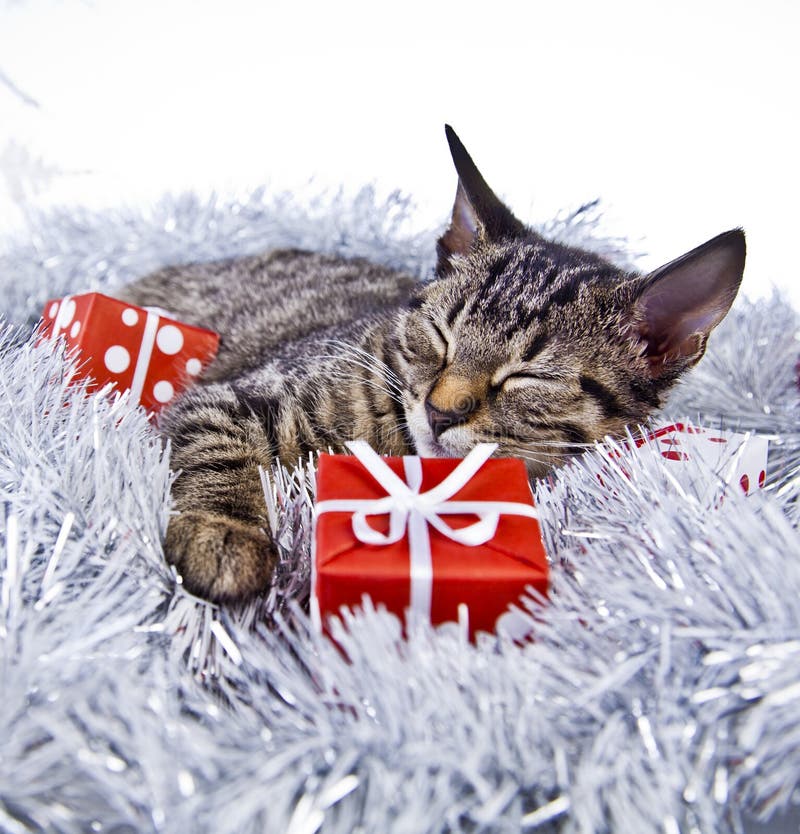 Christmas sleeping cat stock photo. Image of ornament - 81994222