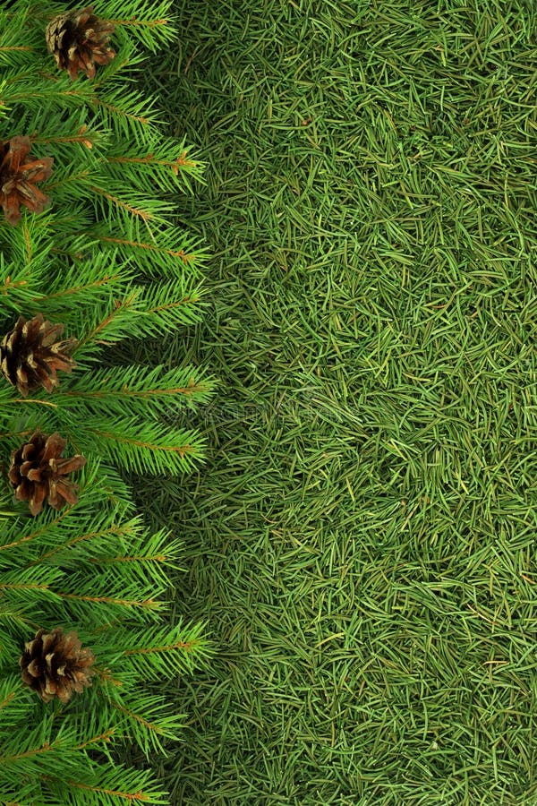 Christmas spruce texture stock image. Image of frame - 12042607