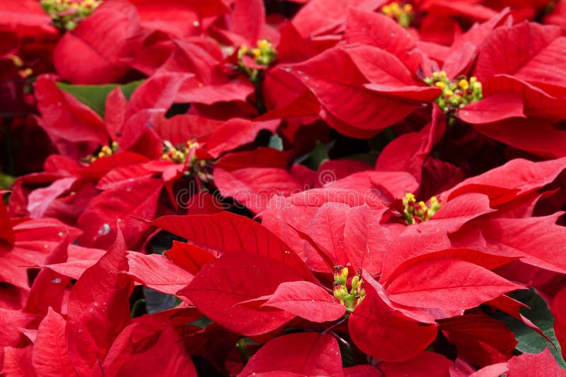 Star Plant in a Green Field Stock Image - Image of outside, star: 87875243