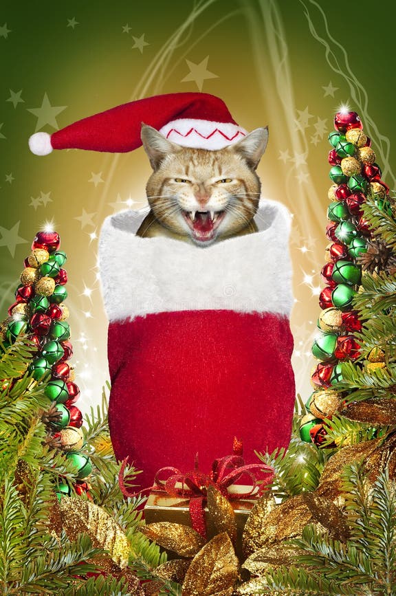 Christmas stocking cat stock image. Image of stocking - 22117751