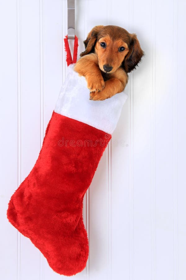 Christmas stocking puppy stock image. Image of funny - 47336899