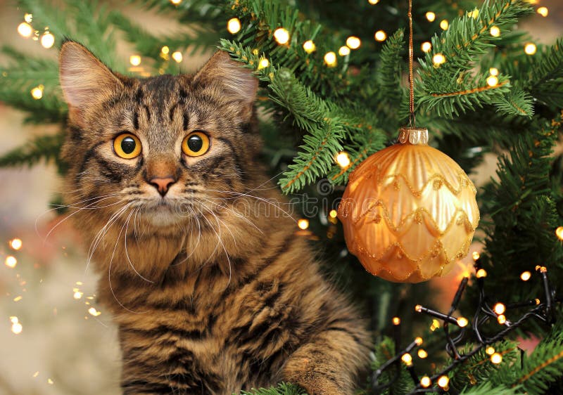 Christmas Tabby Cat stock image. Image of ornaments - 304362001