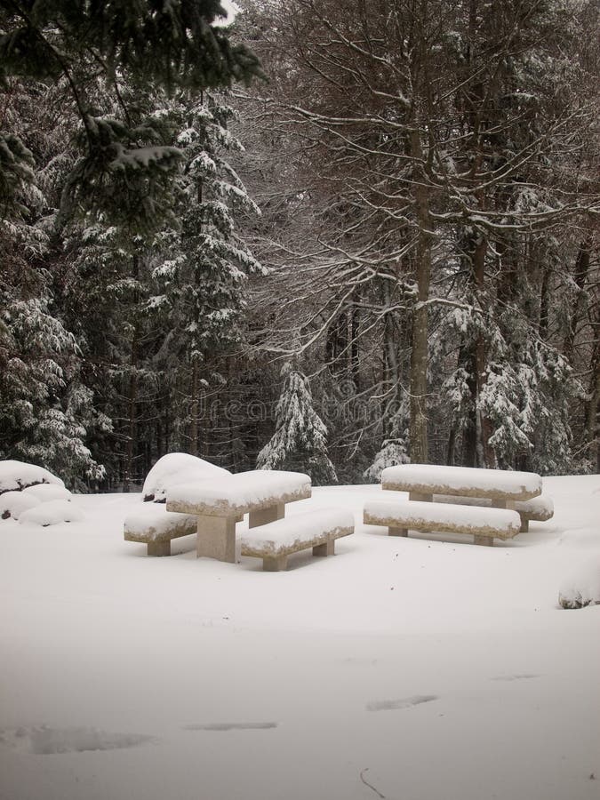 Christmas Time Scene with Bench and Trees Stock Photo - Image of ...