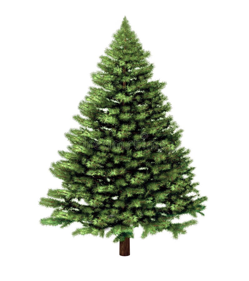 Christmas Tree stock image. Image of stem, pine, winter - 26592327