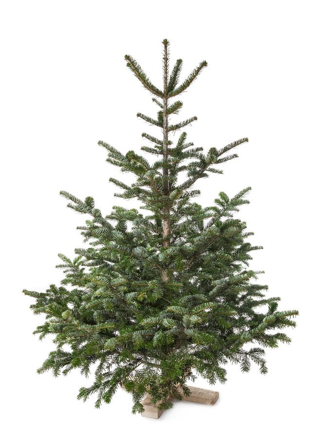 Nordmann Christmas tree stock photo. Image of pine, isolated - 60165286