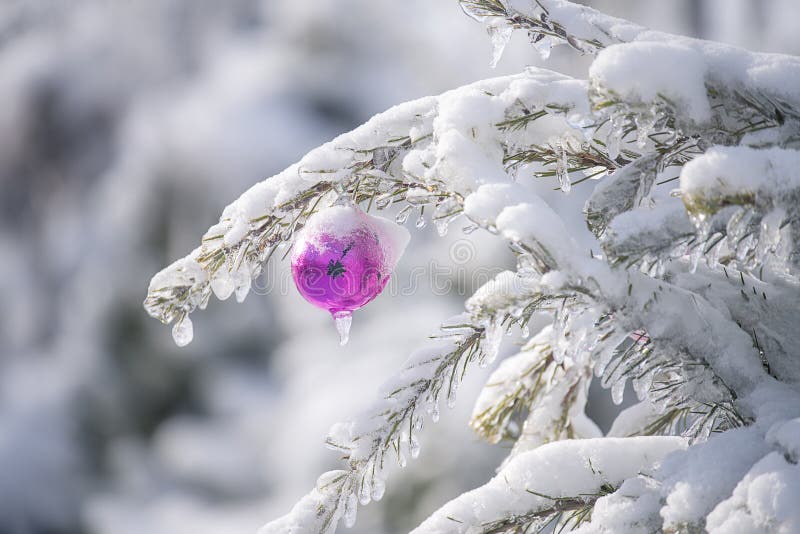 Christmas Tree Ball on Christmas Trees in Snow and Ice Stock Photo ...