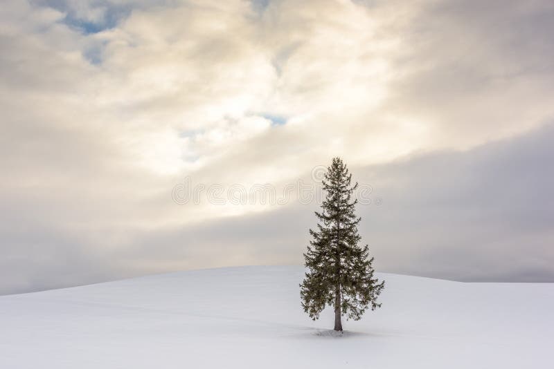 Christmas Snowy Landscape, Snowfall, White Snowflakes Falling Stock ...