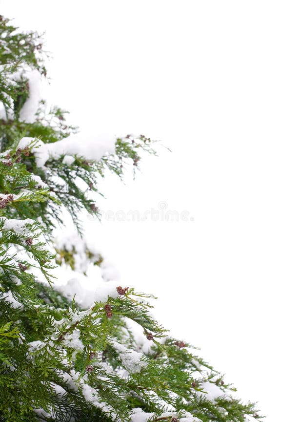 Christmas tree border stock photo. Image of branch, branches - 3715204
