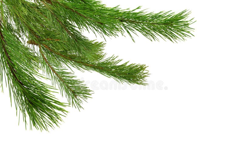 Christmas Tree Branch Frame on Corner Border Stock Photo - Image of ...