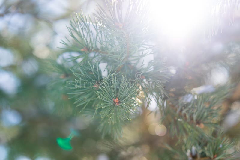 Christmas Tree Branch with Glare from the Sun. Stock Photo - Image of ...