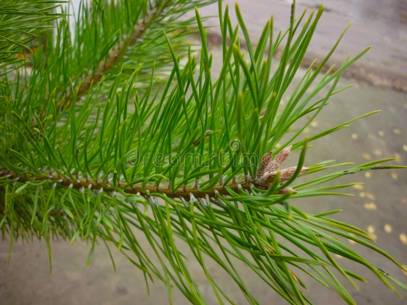 Christmas Tree Branch Green, Christmas Background Stock Photo - Image ...