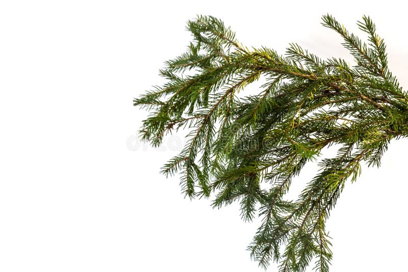 Christmas Tree Branch, Isolate, Design Element for Christmas Stock ...