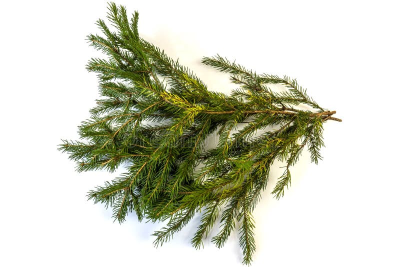 Christmas Tree Branch, Isolate, Design Element for Christmas Stock ...