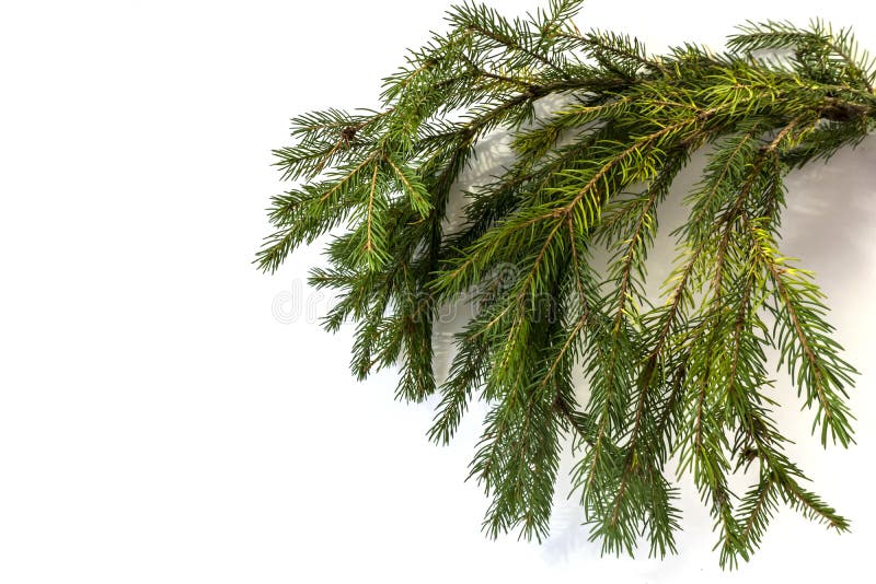 Christmas Tree Branch, Isolate, Design Element for Christmas Stock ...