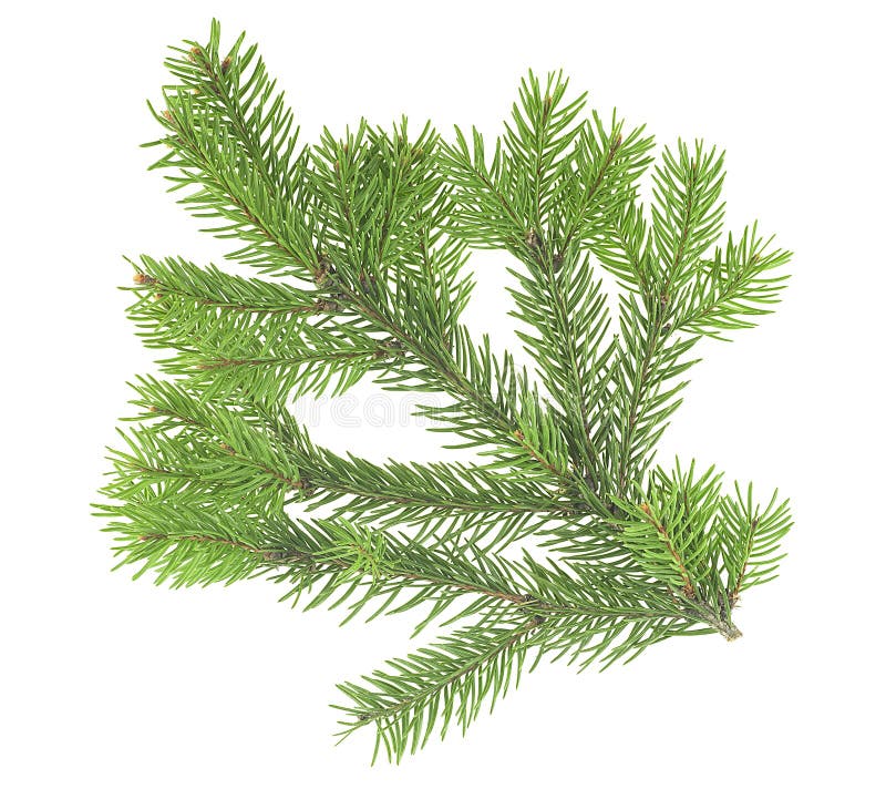 Christmas Tree Branch Isolated on White Background, Top View Stock ...