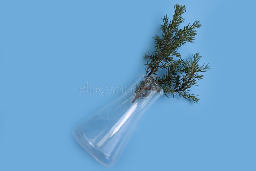 Christmas Tree Branch Laboratory Flask Stock Photo - Image of flask ...