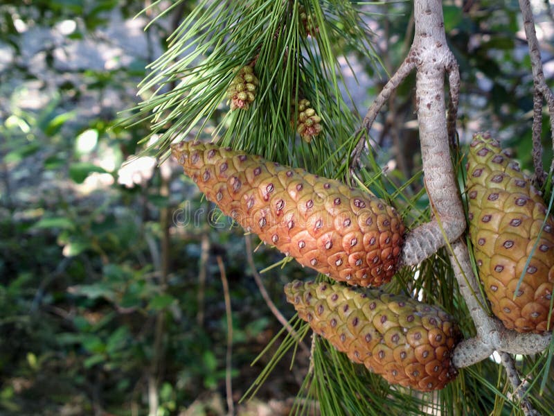 Christmas Tree Branch with Large Pine Cones for Decoration. Evergreen ...