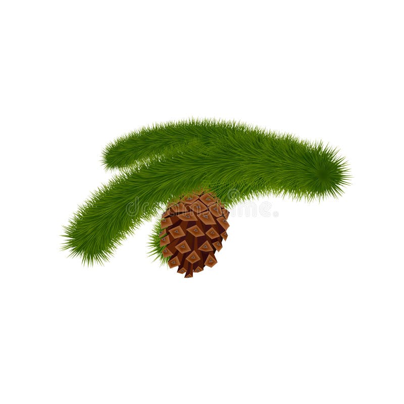 Christmas Tree Branch with Pine Cone. Winter and New Year Sign. Stock ...