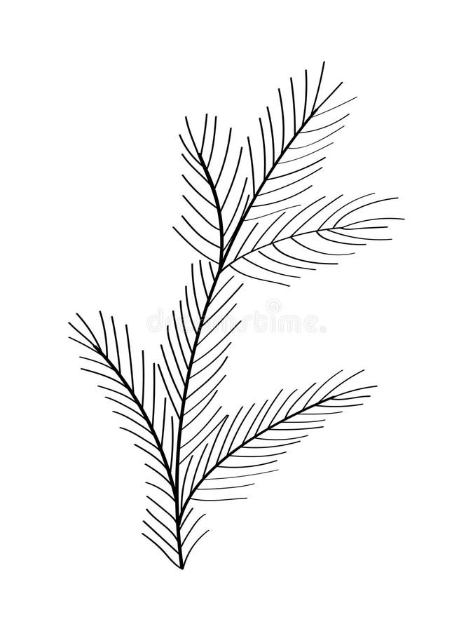 Christmas Tree Branch Sketch Doodle. Vector Illustration of Isolate on ...
