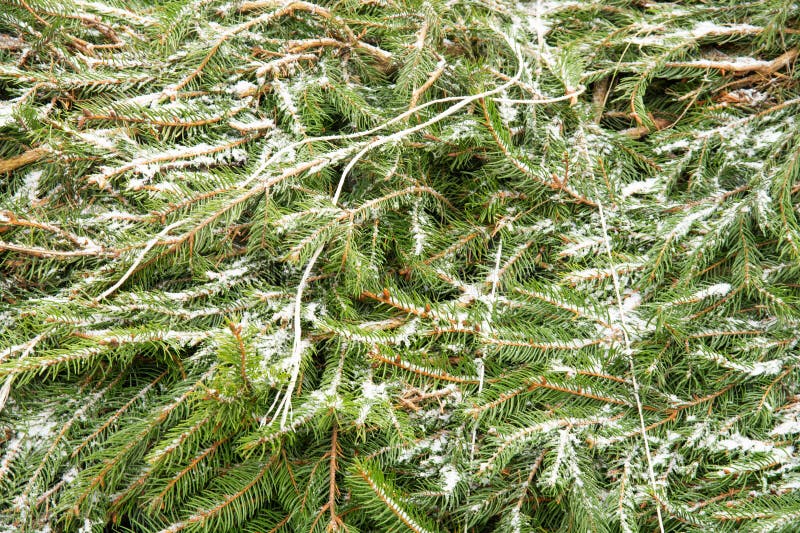 Christmas Tree Branches Background. Christmas Pine Wallpaper. Space for ...