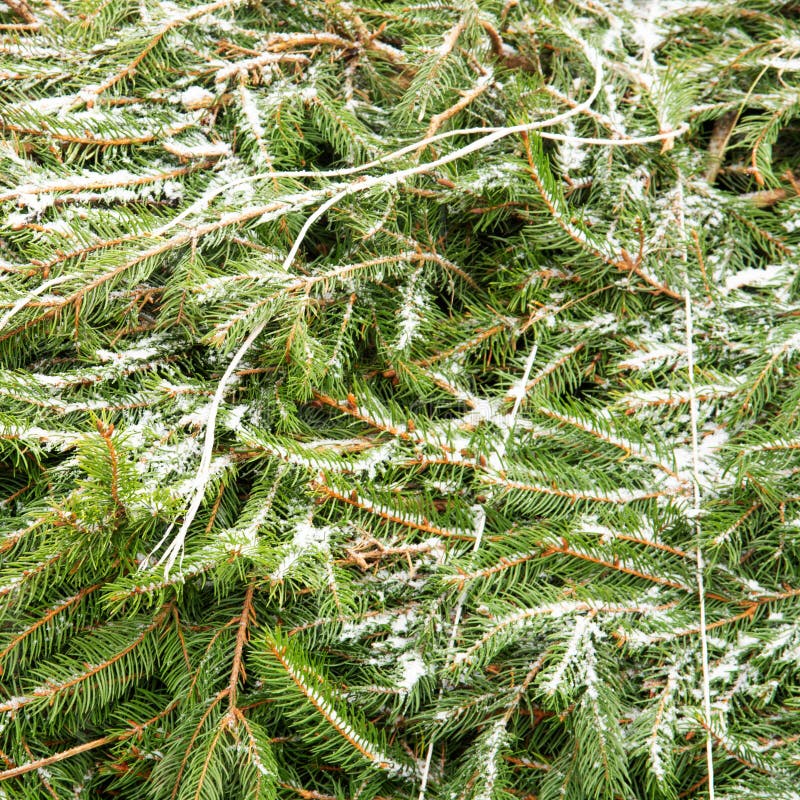 Christmas Tree Branches Background. Christmas Pine Wallpaper. Space for ...