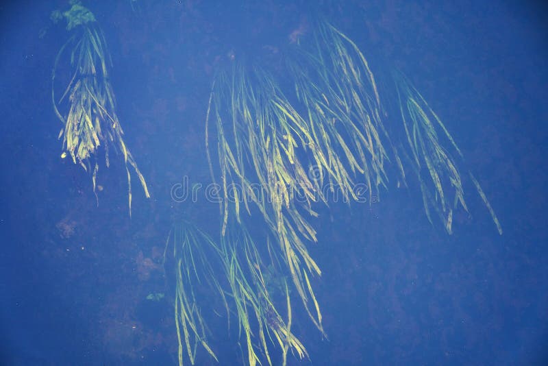 Christmas Tree Branches in the Fog Stock Photo - Image of natural, alga ...