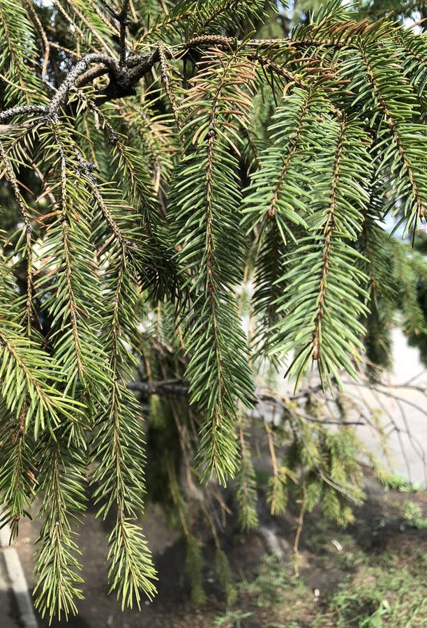 Christmas tree branches stock image. Image of branches - 145109309