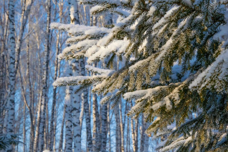 Christmas Tree Branches in the Snow Stock Image - Image of distance ...