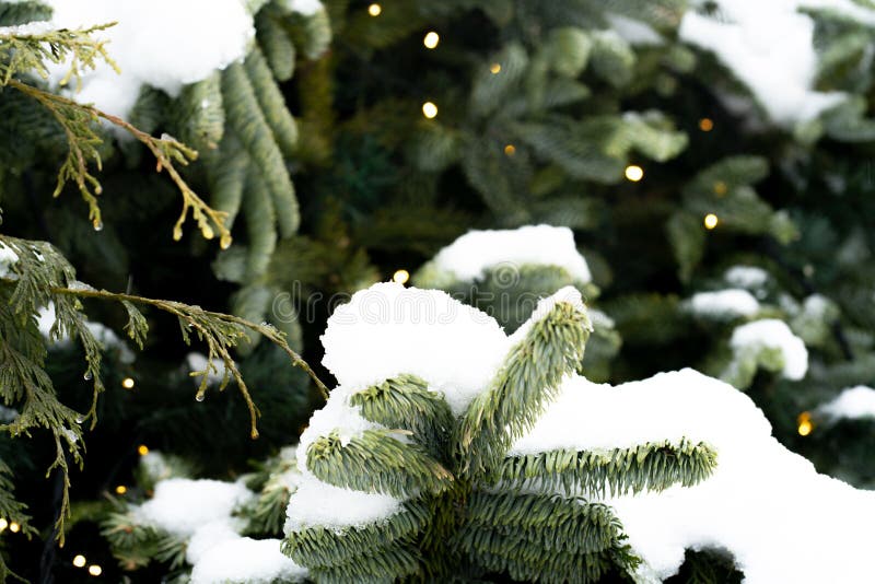 Christmas Tree Branches in the Snow with Christmas Tree Lights. Snowy ...