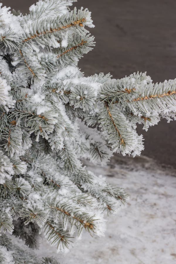 Christmas tree brunch stock image. Image of nature, evergreen - 257940247